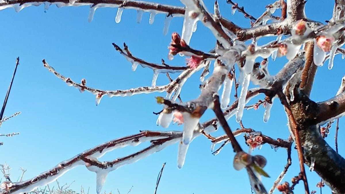 Plantas cubiertas de hielo y campos teñidos de blanco: dónde hizo más ...