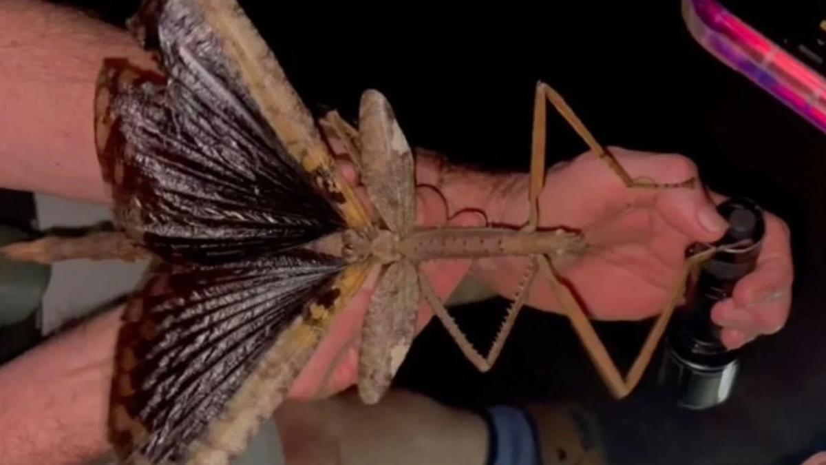 VIDEO: el insecto palo gigante de 40 centímetros que asombra a ...