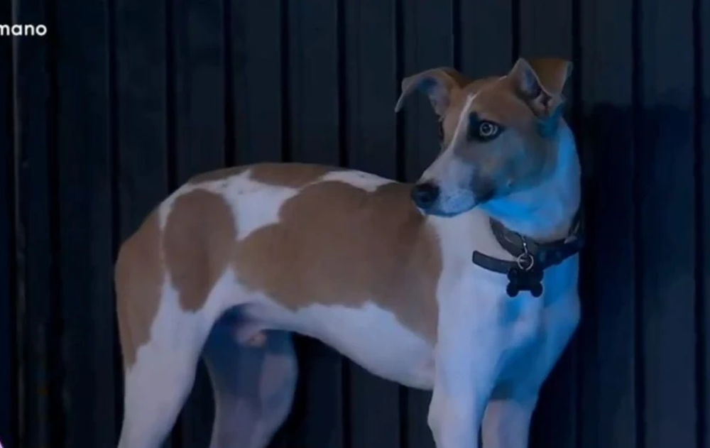 Las rescatistas de Arturo, el perro de Gran Hermano, buscan sacarlo de ...