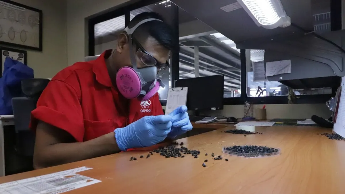 Enfriadas, despiertas y desde aviones: así soltarán 30 millones de ...