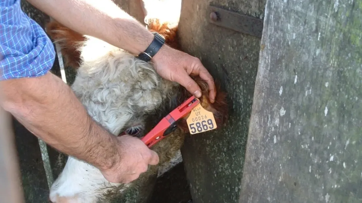 Uruguay completó identificación electrónica de todo su rodeo vacuno