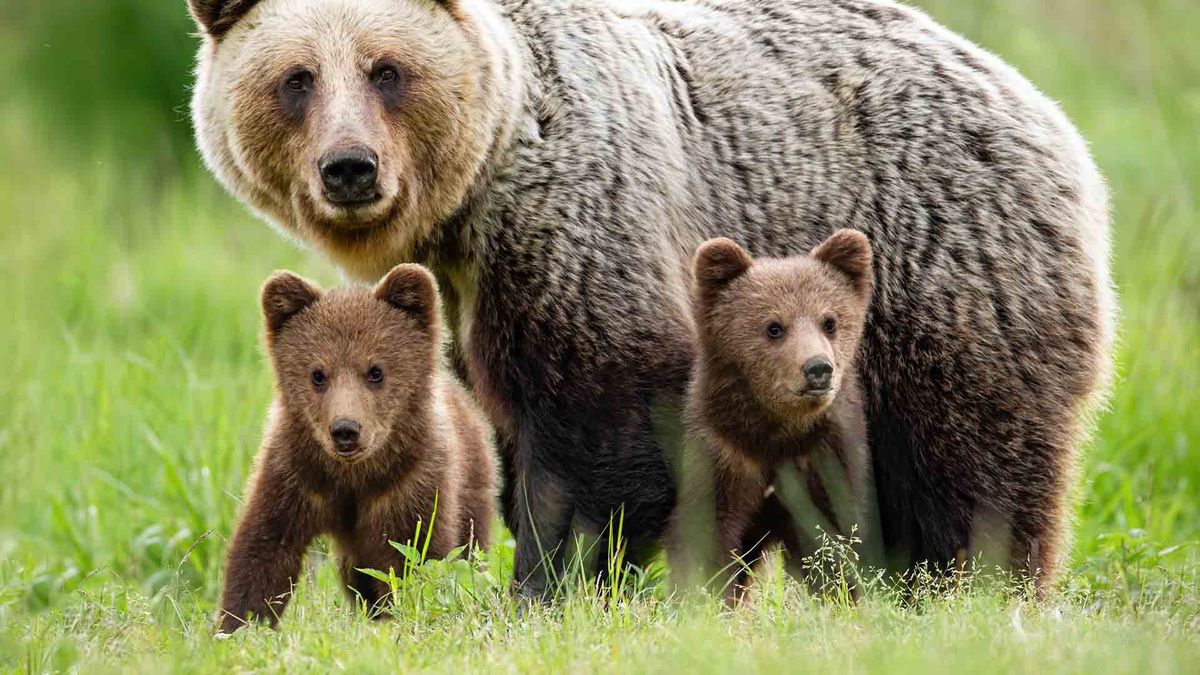Osos en España: cómo recuperaron su lugar en la cordillera cantábrica y ...