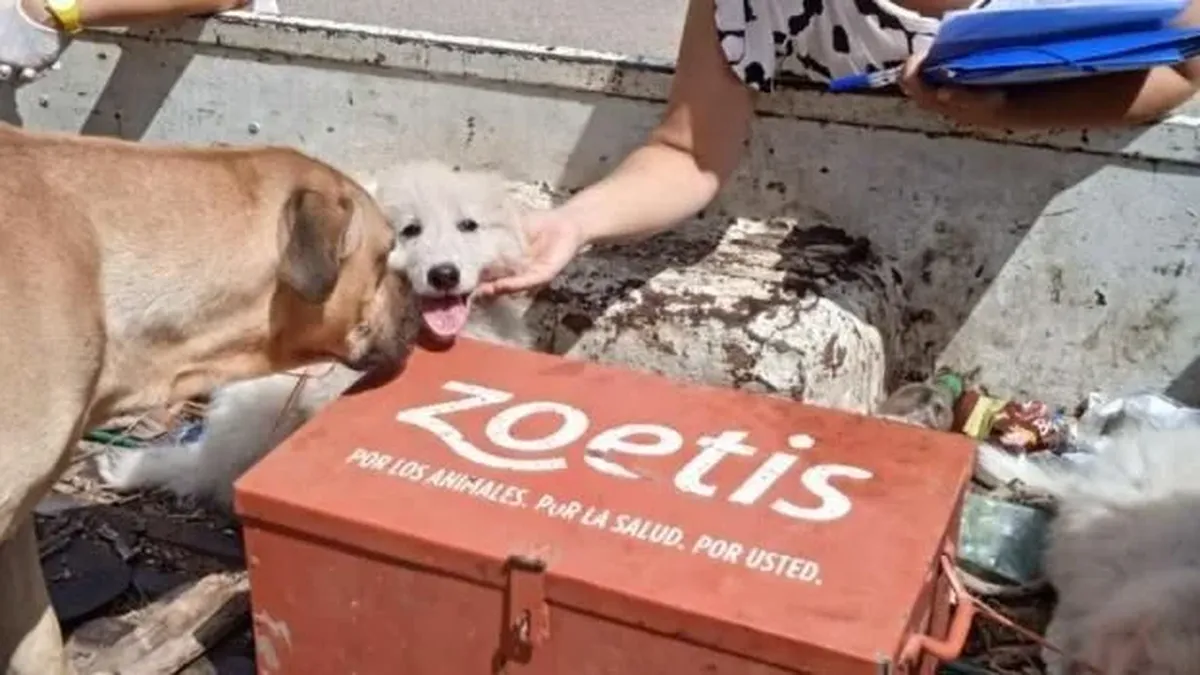 El 30% de los perros en Cerro Colorado están esterilizados y el 50% ...