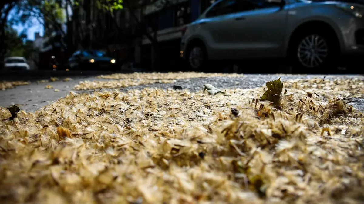 Pelusa del plátano: ¿qué recomiendan los expertos para evitar alergias?