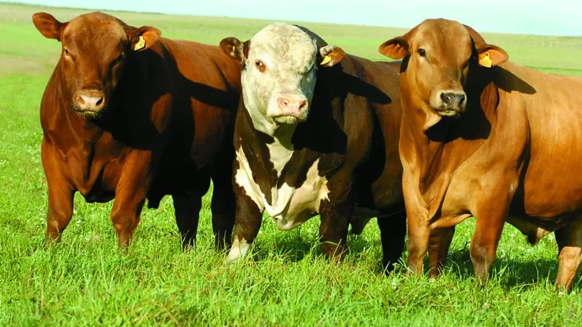 Santa Clotilde venderá una torada garantida