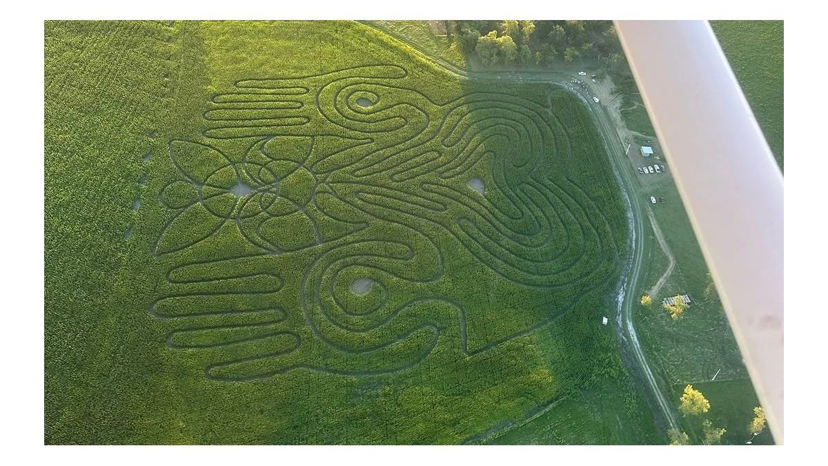 Inauguran en Flores el primer laberinto de maíz en Uruguay, que ...