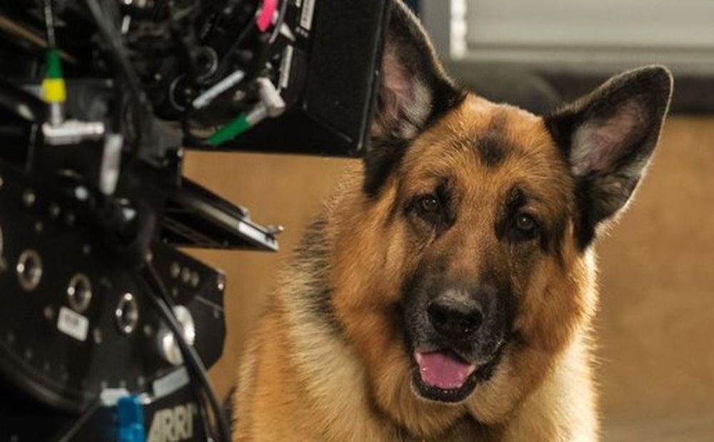 Comisario Rex: la serie que este año cumple 30 años y tiene el mejor ...