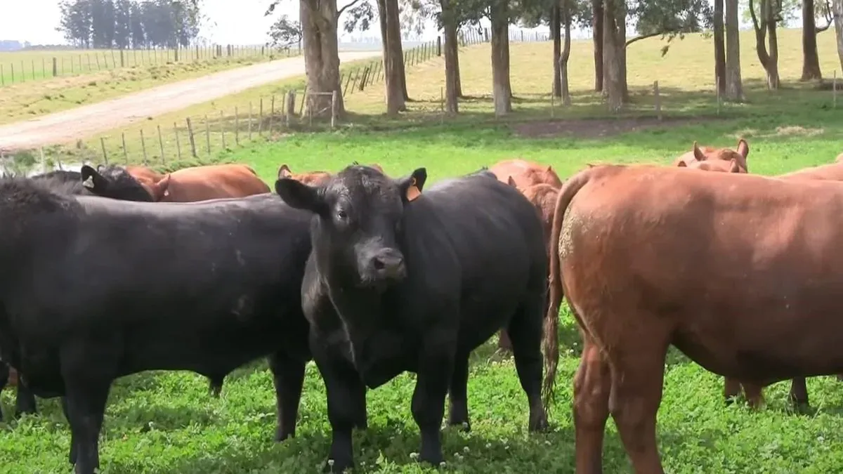 Los Angus de San Alberto se rematarán en Melo con el martillo de Silveira