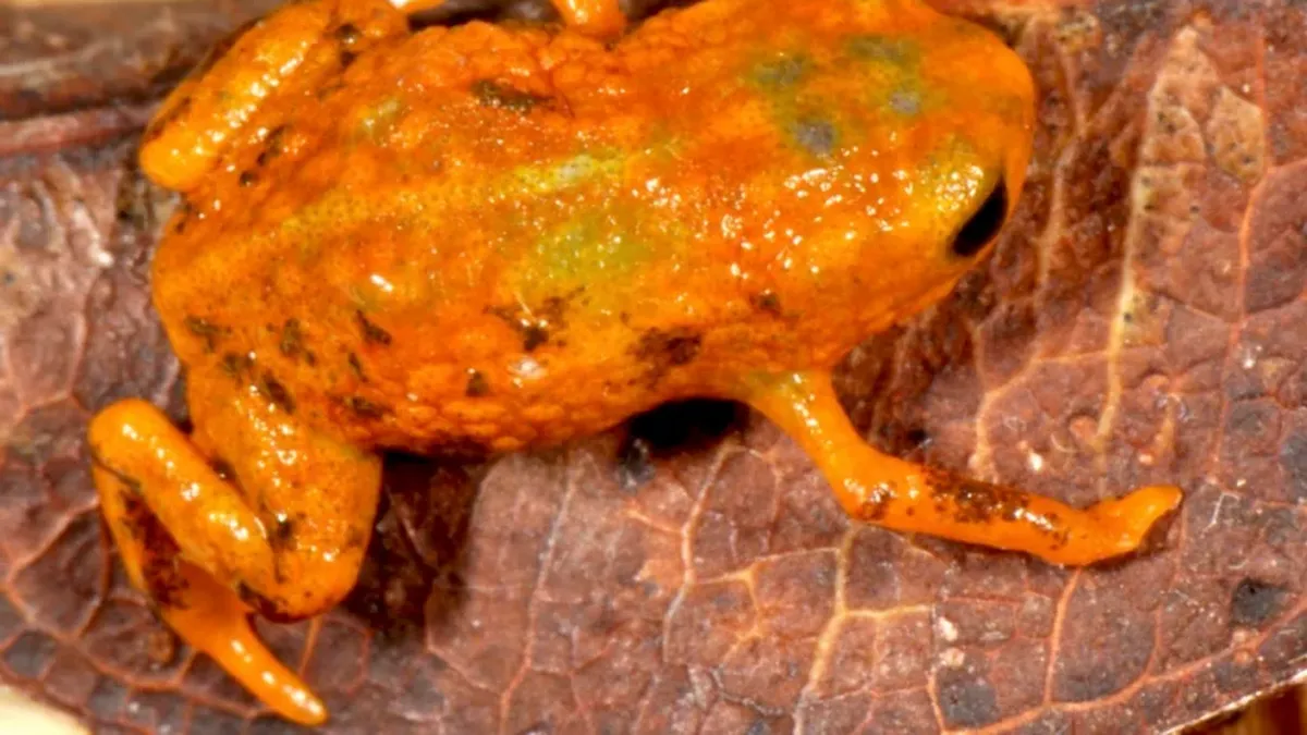 Descubren siete especies de ranas pequeñas en Brasil