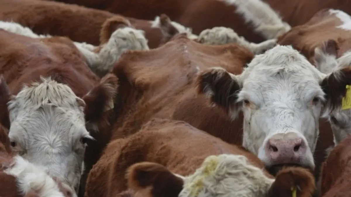 Rodeo bovino supera las 12 millones de cabezas