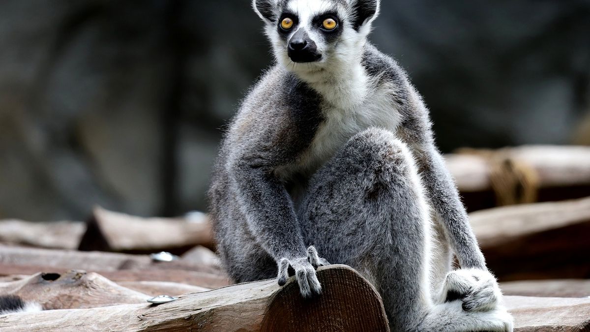 Uno a uno, estos son los 10 animales más inteligentes del mundo