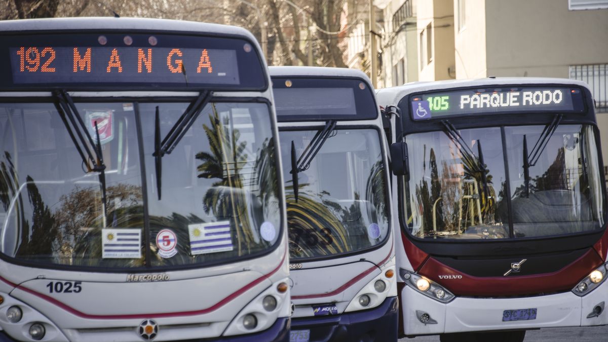 Ómnibus urbanos, suburbanos y taxis: ¿cómo funcionará el transporte ...
