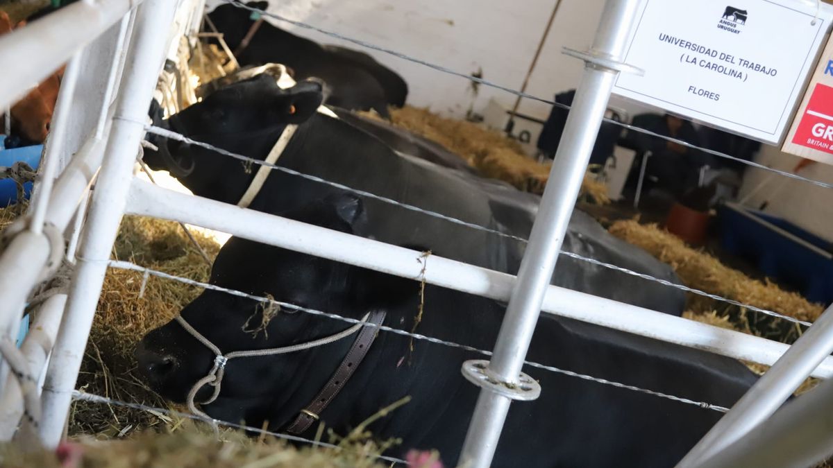 La UTU, con 21 animales en la Expo Prado, uno de los expositores con ...