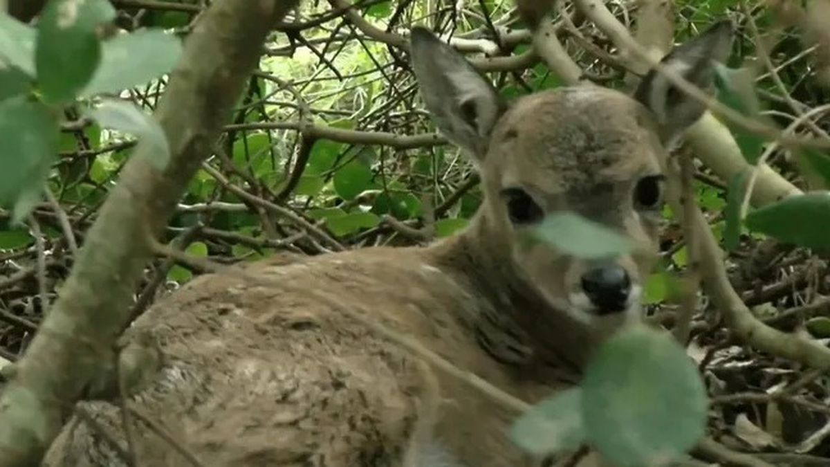 Maldonado informó que murió el venado de campo que nació por ...