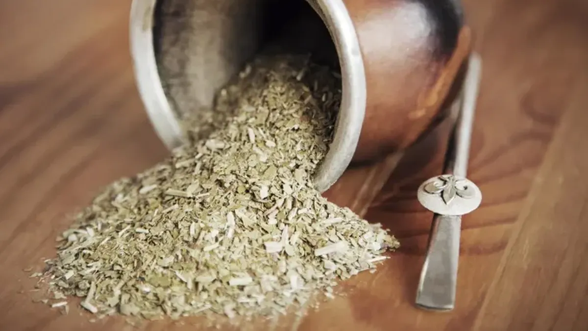 Descifran el genoma de la yerba mate: claves sobre la evolución de la ...
