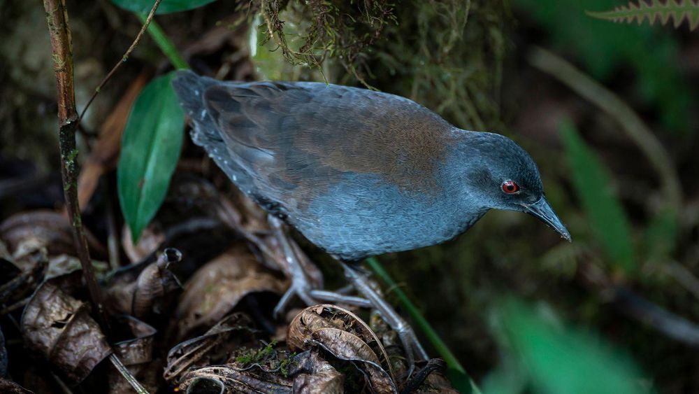 Después de 200 años, volvemos a ver esta especie: el sorpresivo regreso ...