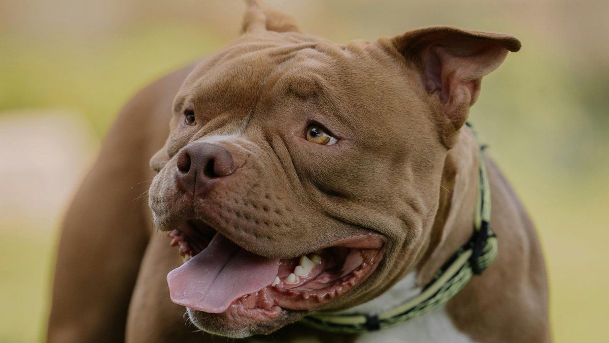 Vecinos atemorizados ante un pitbull sin dueño que anda suelto en Cordón