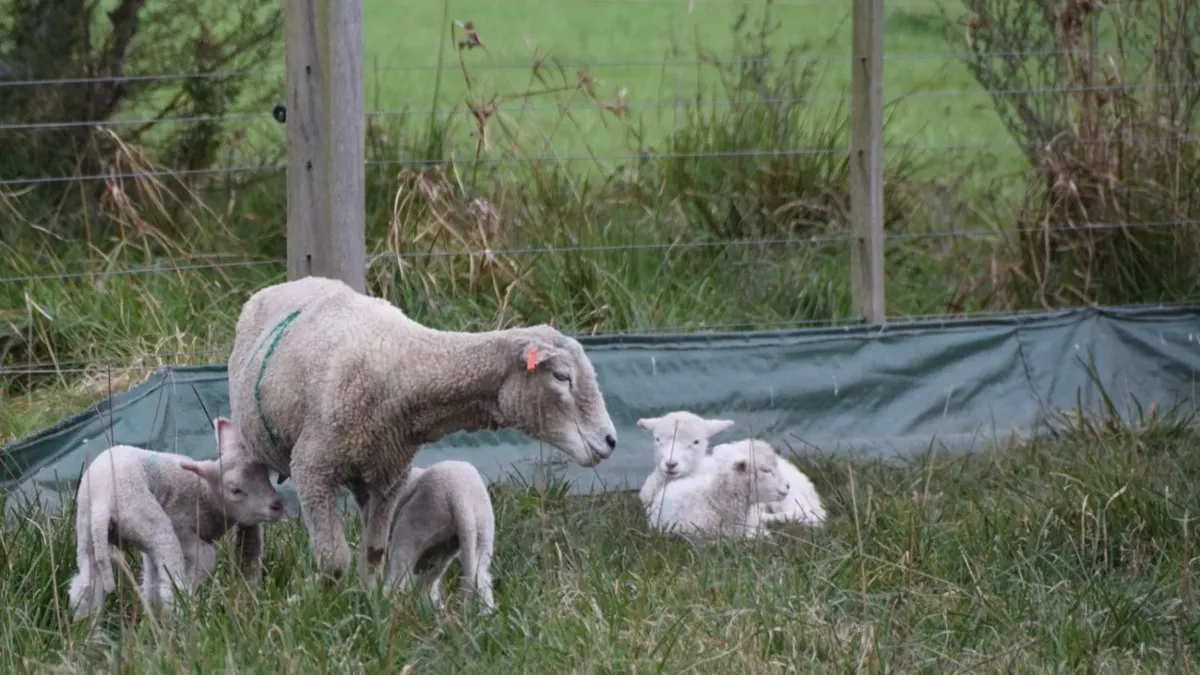Paso a paso lo que hay que hacer para proteger a los corderos recién ...