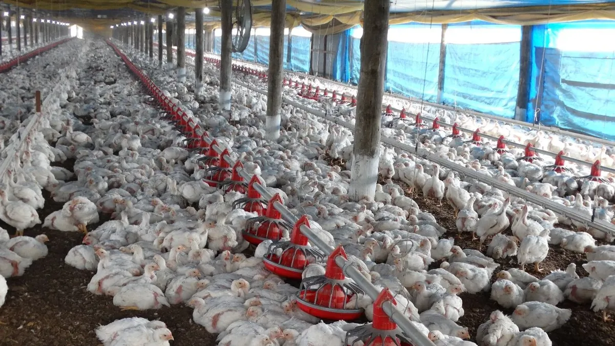 Los factores que tienen contentos a los façoneros de pollos