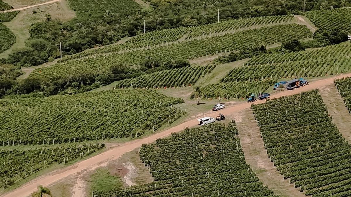 Una bodega uruguaya fue destacada entre las cinco mejores del mundo de ...