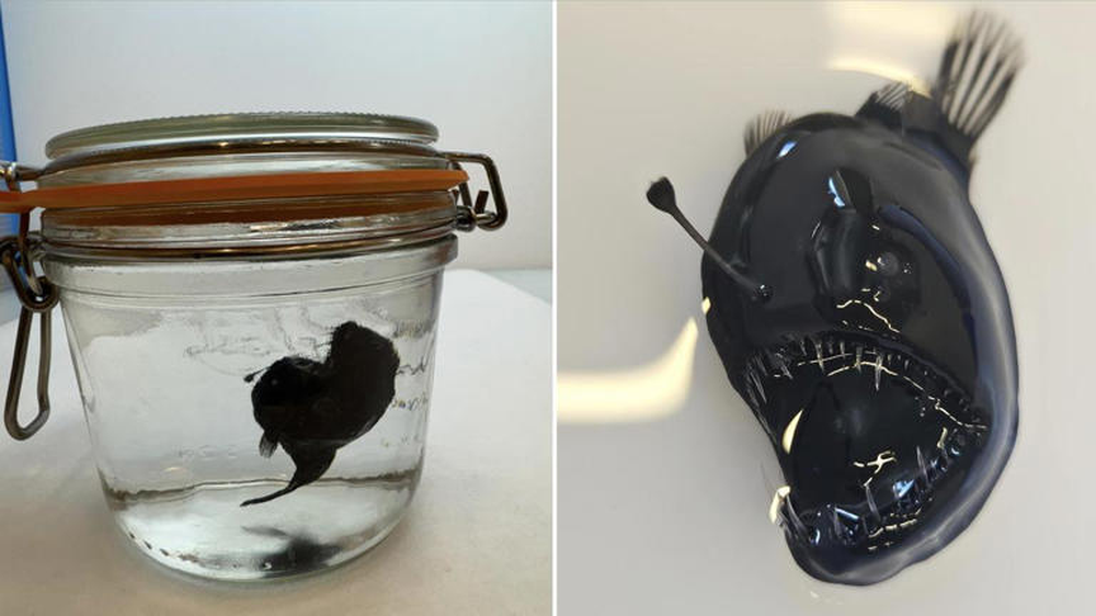 Investigan la muerte del Diablo negro, el pez que llegó a Tenerife y venía de otro mundo