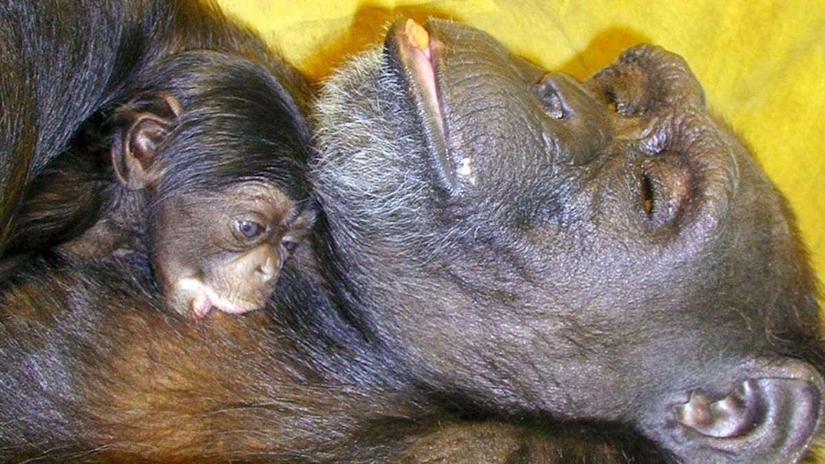 Muere Ai, la chimpancé genio que dominaba caracteres chinos y el ...