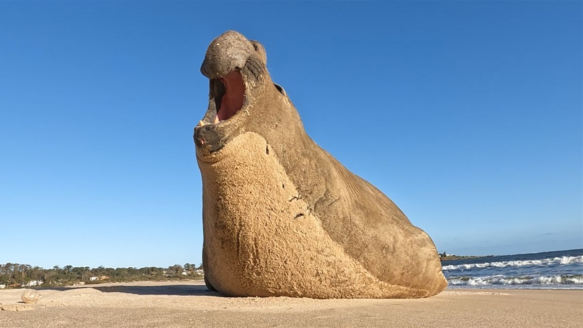 La especie de foca más grande del mundo llegó a las costas de Maldonado: cómo es el animal que ...