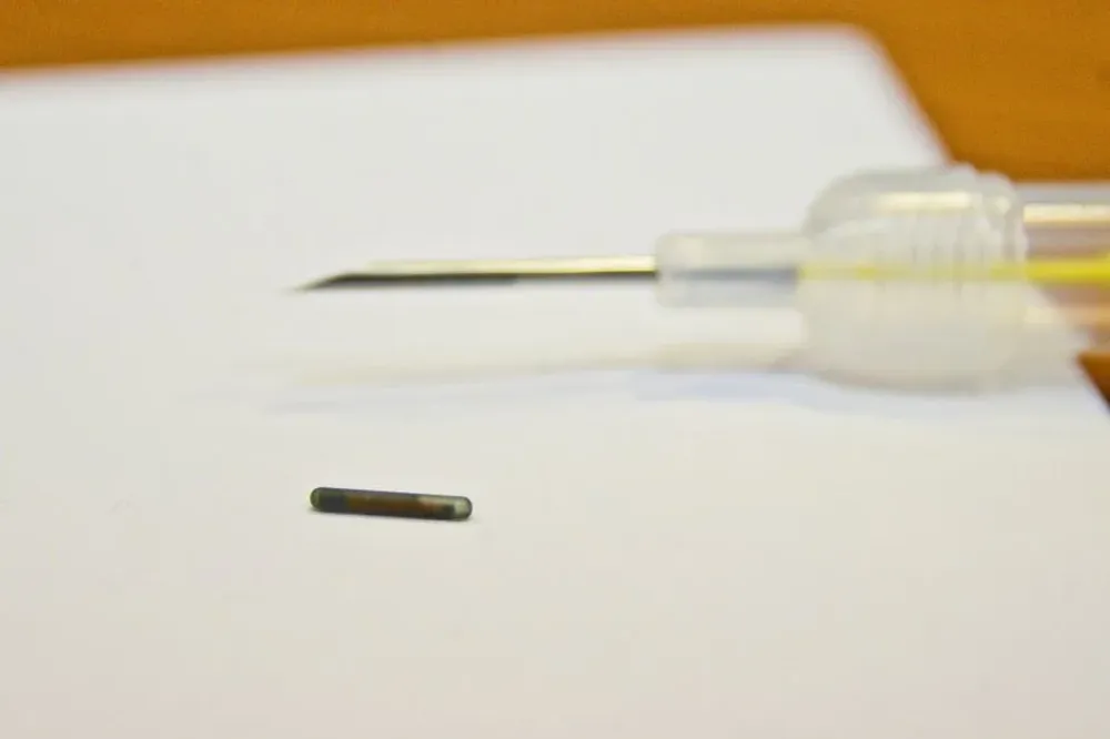 Chips para perros: para qué sirven, cómo se colocan y cuánto cuestan