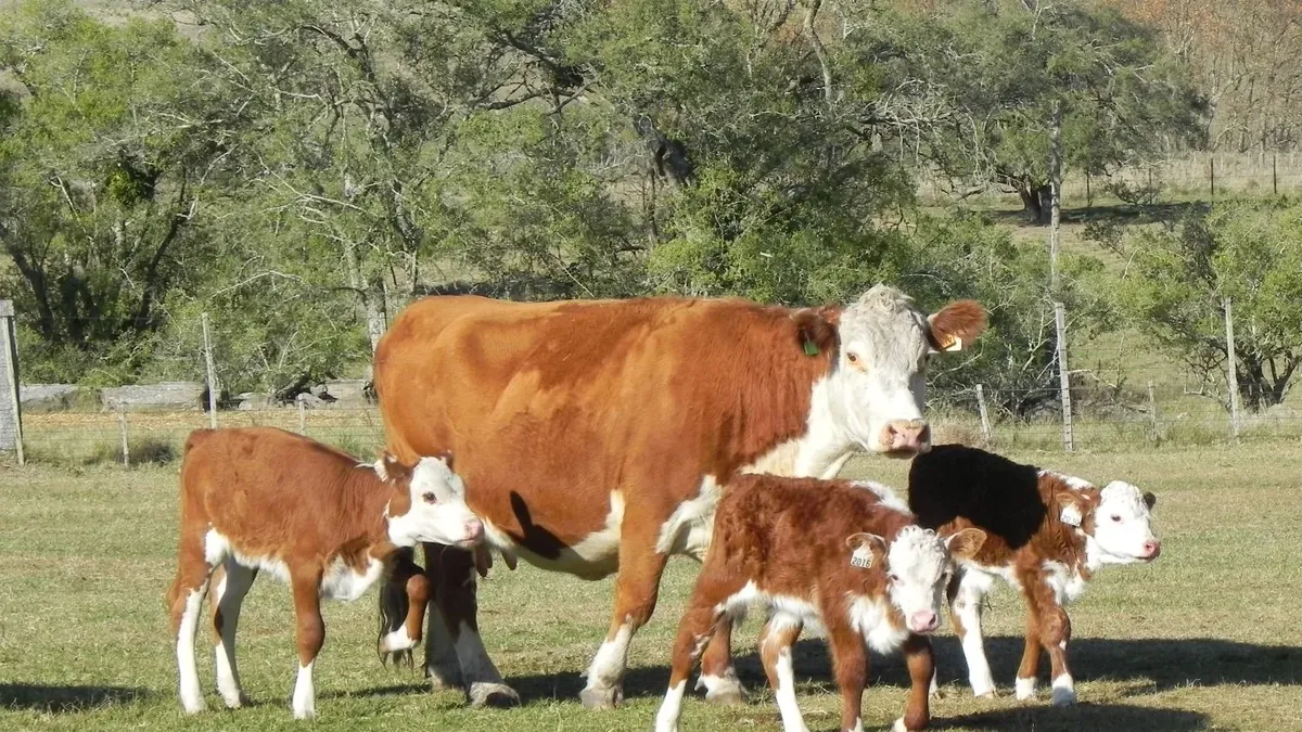 Dos ganaderos uruguayos traficaron US$ 2,5 millones de cálculos ...