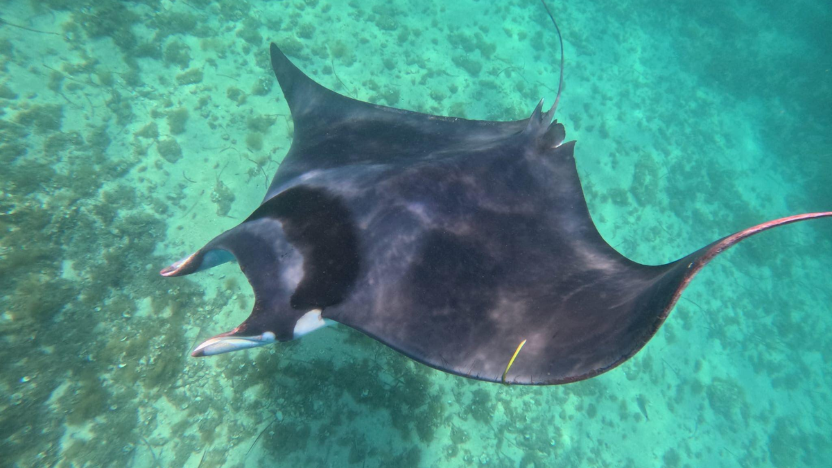 Investigan por qué crece el número de manta rayas que llegan a las ...
