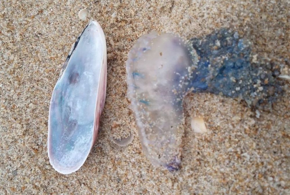 Municipio de La Paloma advirtió ante presencia de Fragata Portuguesa en ...