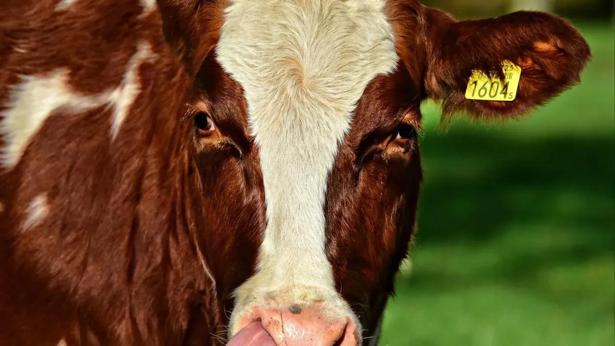 Caso atípico de enfermedad de vaca loca detectado en Estados Unidos