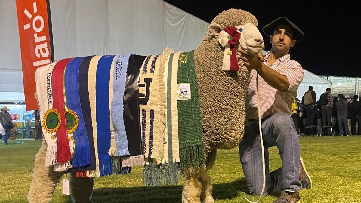 Explotó el ¡Uruguay nomá! en Perú: carnero Corriedale uruguayo fue ...