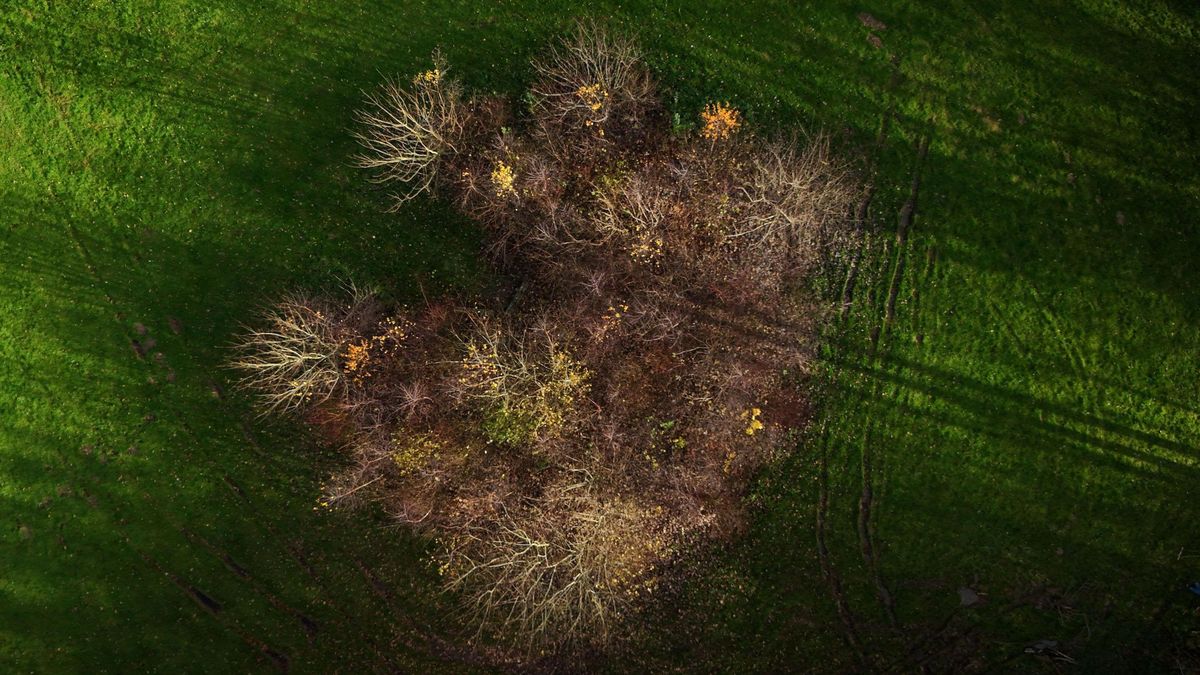 El Método Miyawaki: cómo pequeños bosques urbanos están ayudando a ...